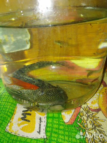 Продам аквариум с рыбами