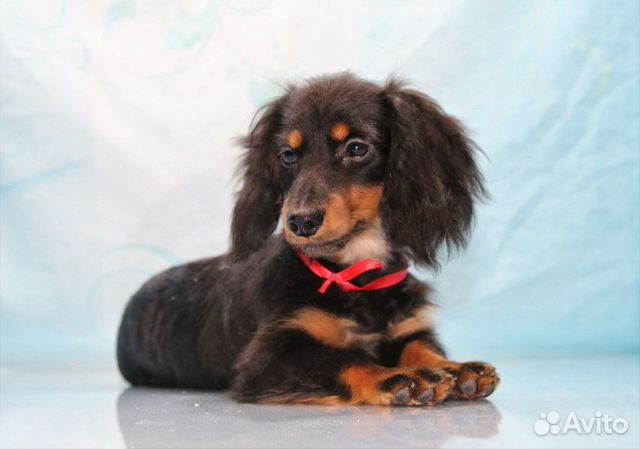 Девочка - кроличья, длинношерстная, РКФ