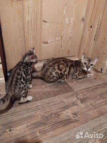 Бенгальские котята - 2месяц