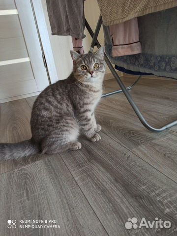 Кошка