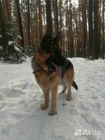 Немецкая овчарка для вязки