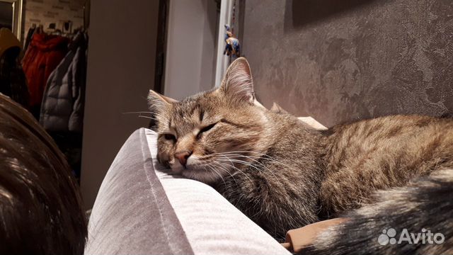 Найден кот Левый берег