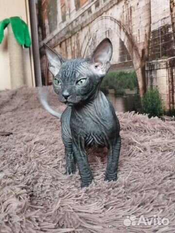 Донские котятки