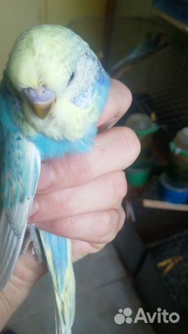 Птенец-слеток выставочный волнистый попугай