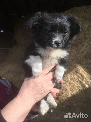 Щенок-звонок