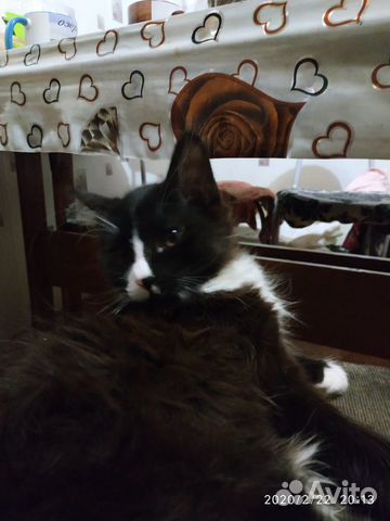 Кареглазый котёнок