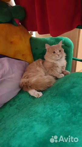 Персиковый кот