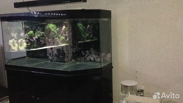 Морской аквариум tridacna 160