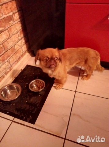 Собака Мини пекинесс