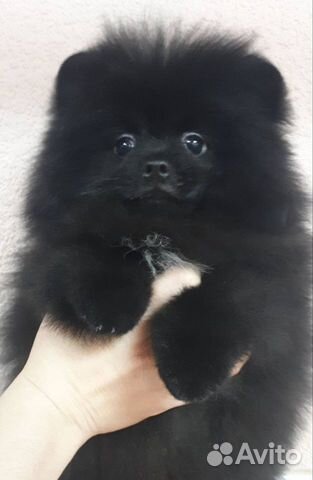 Продаются очаровательные щенки немецкого шпица