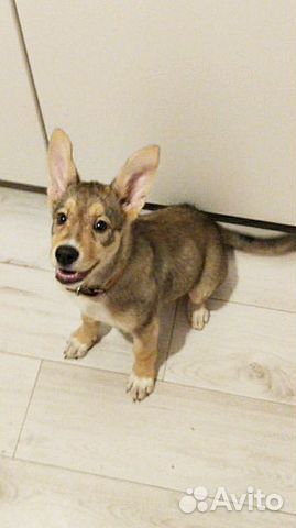 Ушастик ищет дом