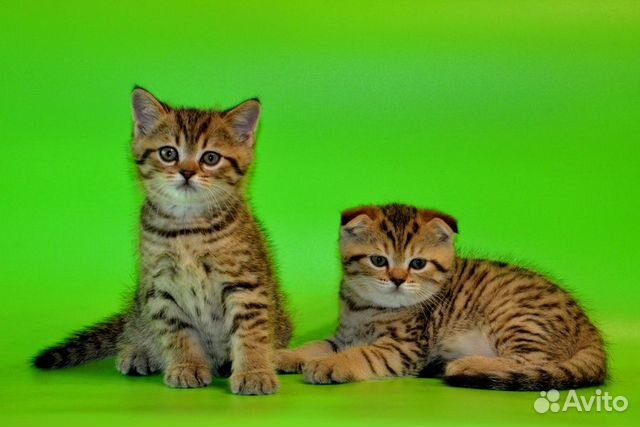 Шотландские тигрята