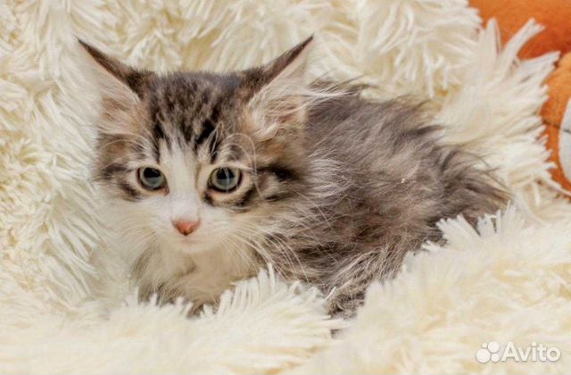 Кошка Ариша