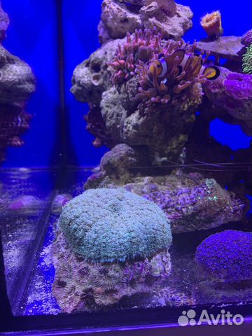 Ковровая актиния