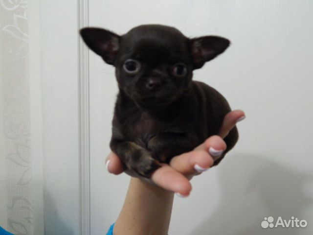 Продаются щенки чихуахуа