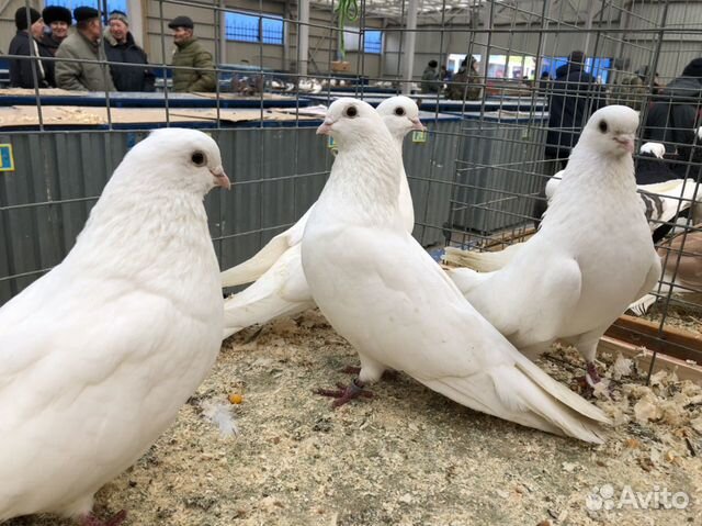 Голуби ижевские высоколетные