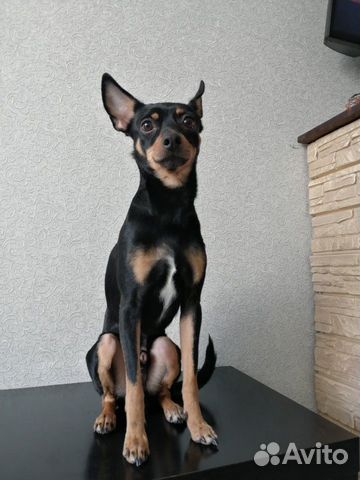 Вязка той-терьер