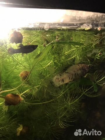 Отдаю рыб