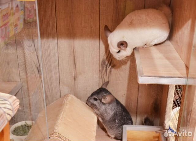 Шиншиллы с витриной