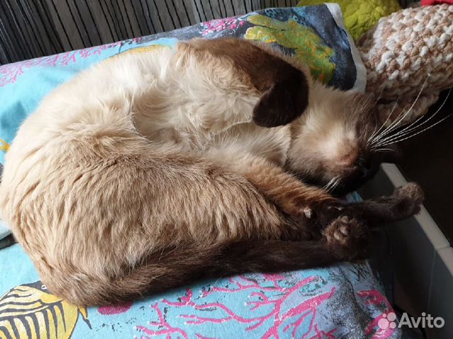 Голубоглазый таец ищет дом