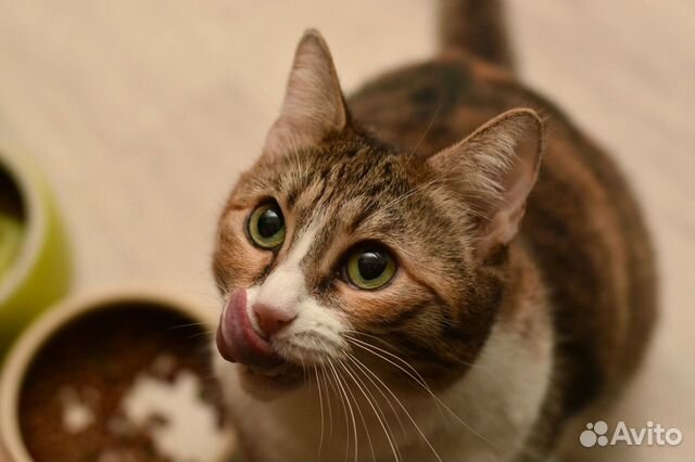 Мурка ищет дом