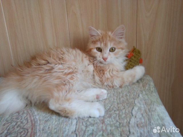 Котенок Калиста ищет дом