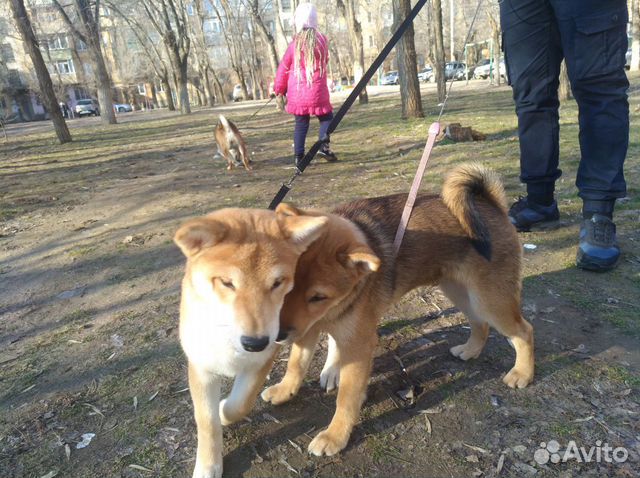 Сиба Ину шоу класса