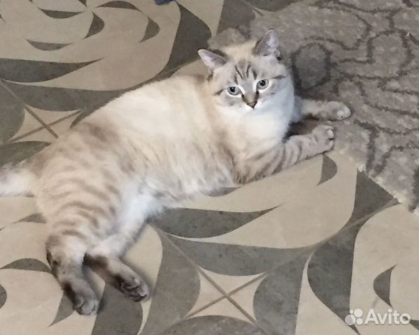 Вязка кота