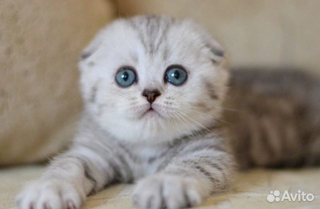 Вислоухий котенок окрас вискас Брюс