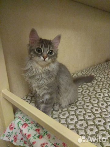 Отдадим в хорошие руки котенка-кошечку