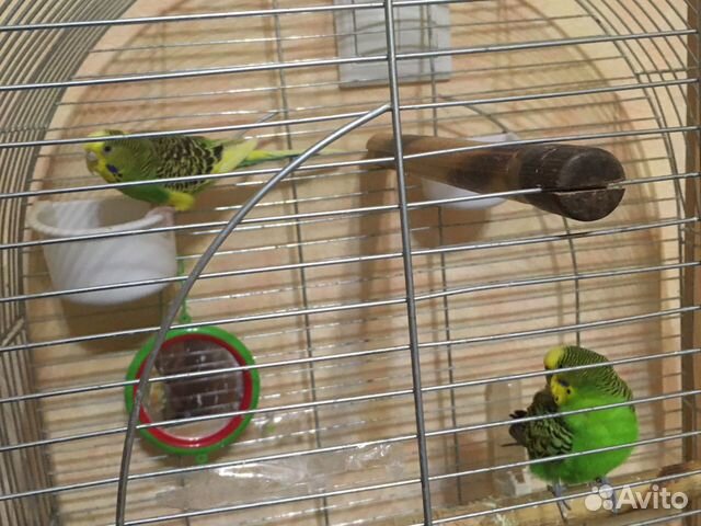 Волнистые попугаи