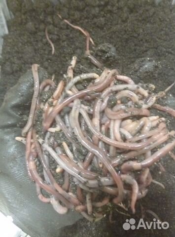 Крупный червь дендробена