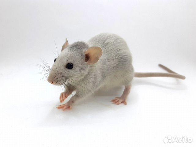 Крысята дамбо девил бурмиз