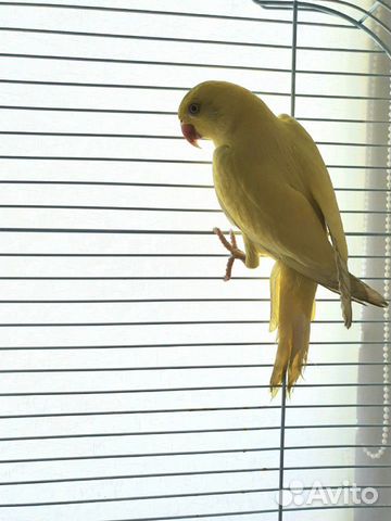 Ожереловый попугай 4 месяца