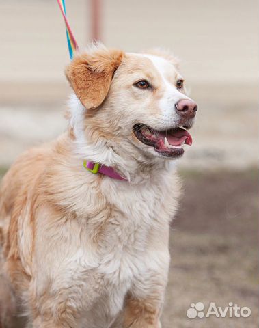 Очень красивая Девочка, 11 месяцев, стерилизована