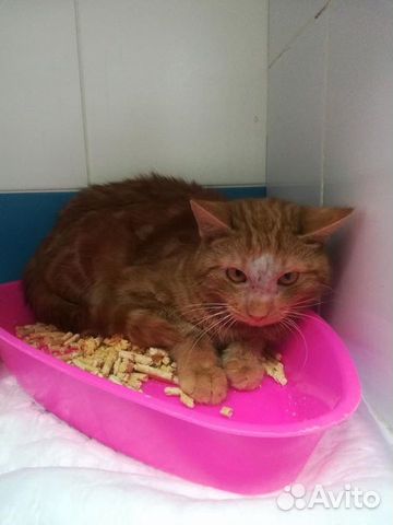 Котик Рыжуня (раненный пулями из по в Зелике)