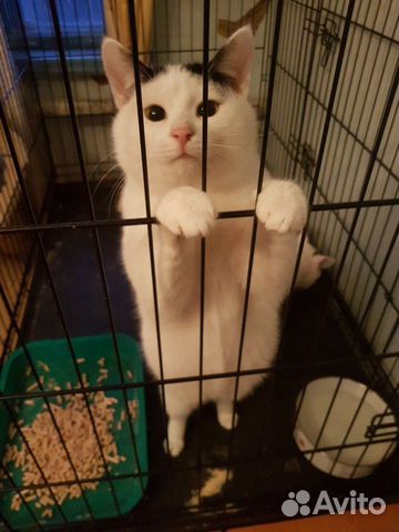 Брошеные котята