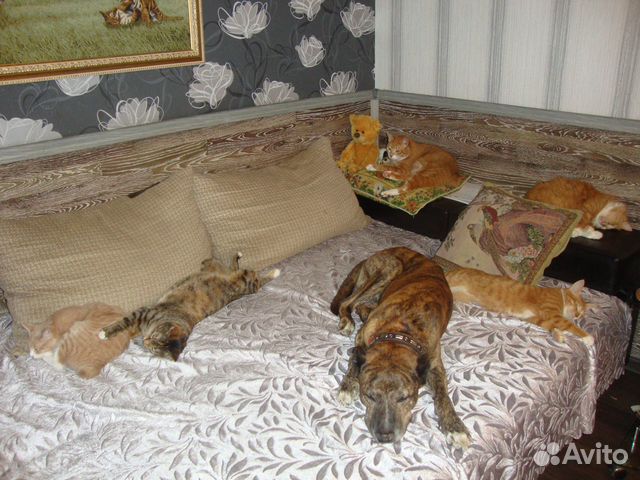 Курбобочки, короткошерстные, 2 мес