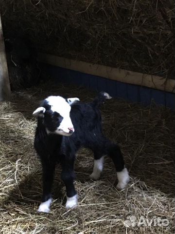 Баран. Романовские, эдельбаевские, меренос