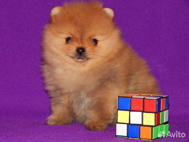 Шпиц мишка малышка