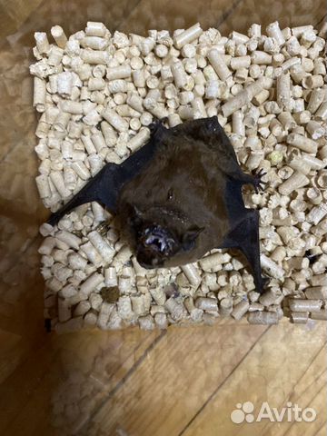 Летучая мышь