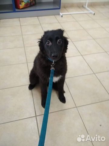 Щенок в поисках дома