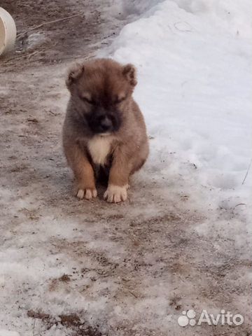 Продам щенков аллабая