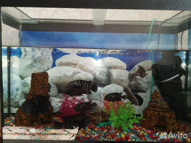 Аквариум с рыбами