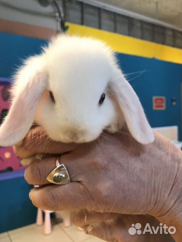 Кролик Вислоухий