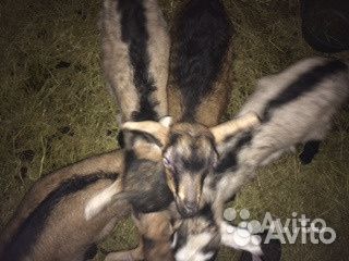Продаются козлик и козлята