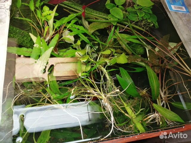 Набор аквариумных растений