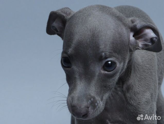 Голубая левретка