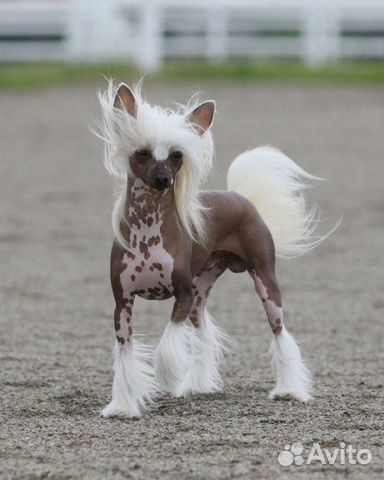 Китайская хохлатая