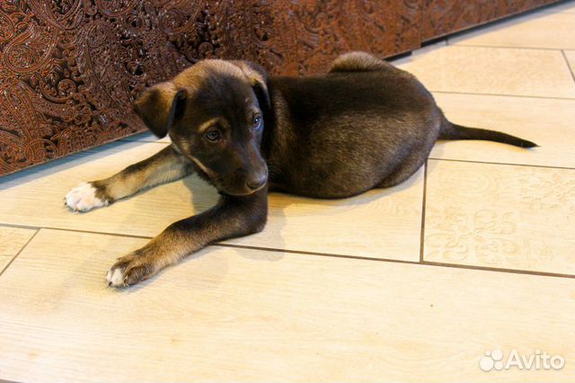 Щенок, девочка Шери, 1 месяц